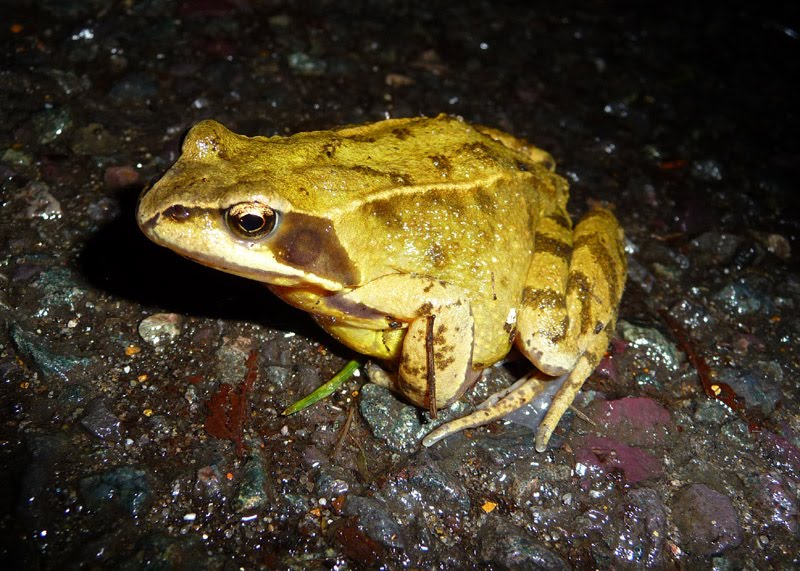 MERSEA WILDLIFE: FIRST FROGS AND TOADS