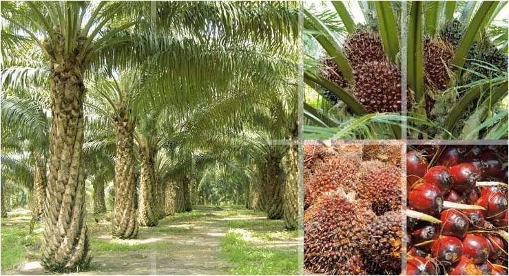 PT. SAWIT ABADI PERKASA