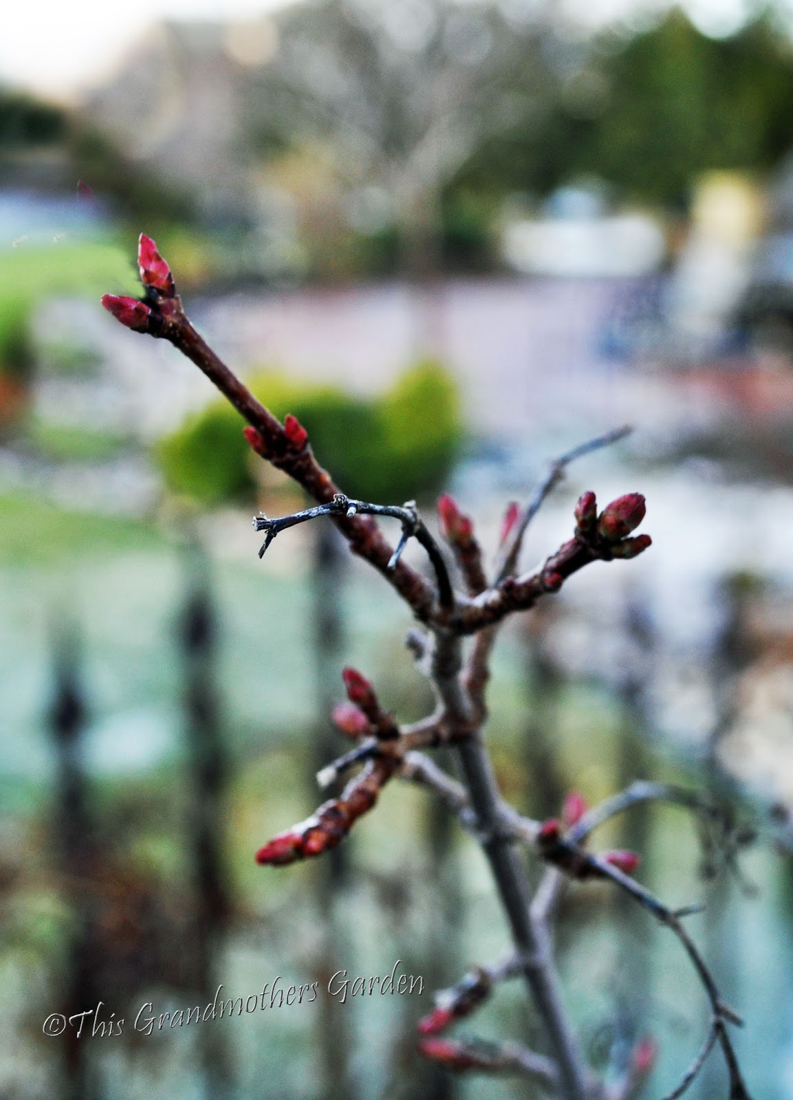 This Grandmother's Garden: Frosty Morning Revelation