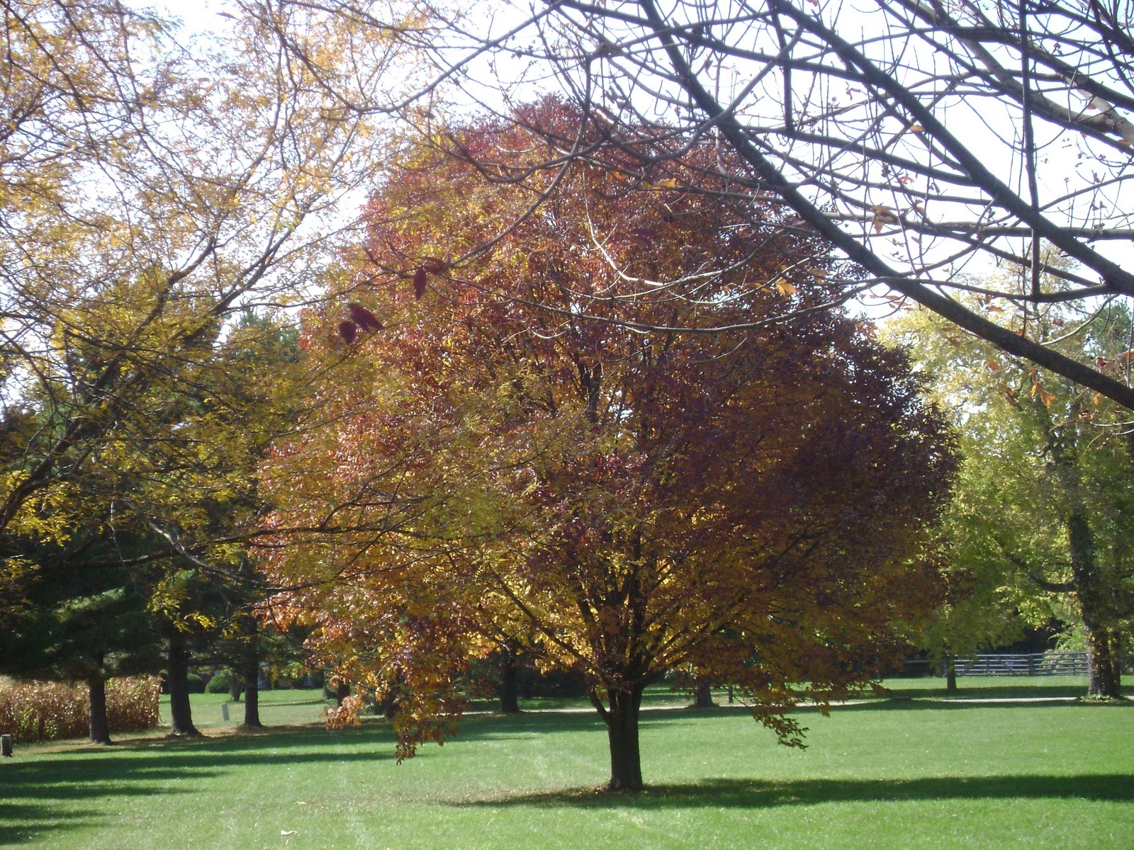 Prairie Rose's Garden: Fall Color Project 2011