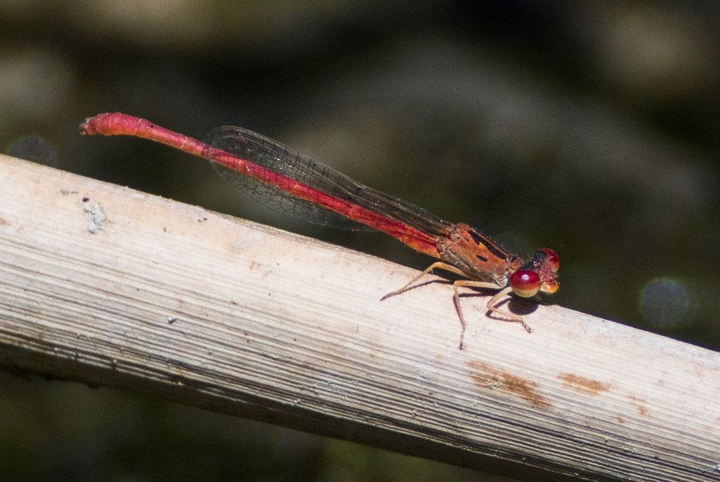 Len's Lens - Confessions of a digiscoper: Desert Firetail - Telebasis salva