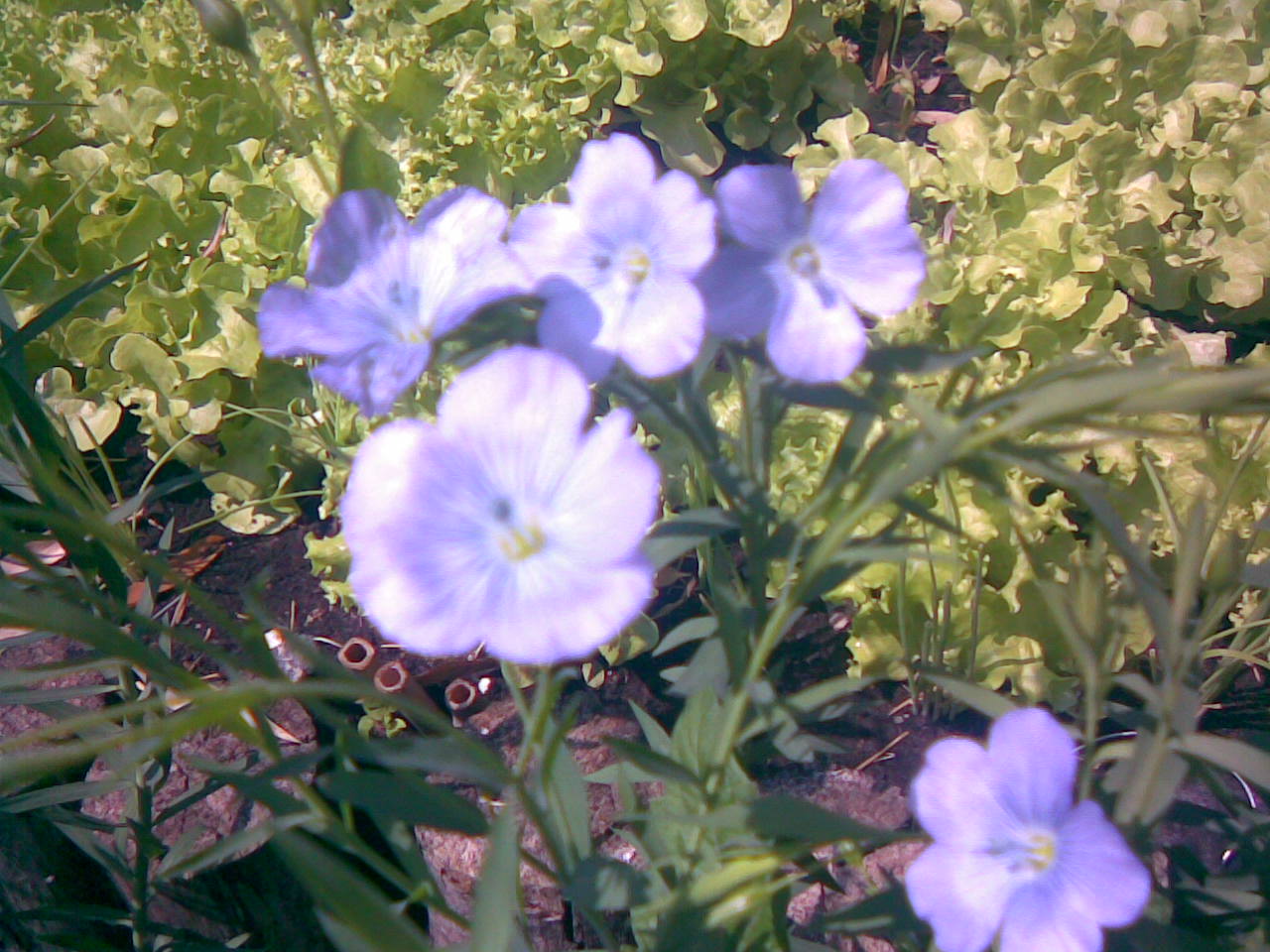 Plantando o Verde e o Verbo: Flor de Linho