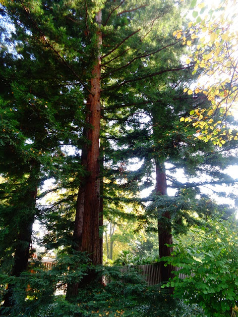 Sekwoja wieczniezielona