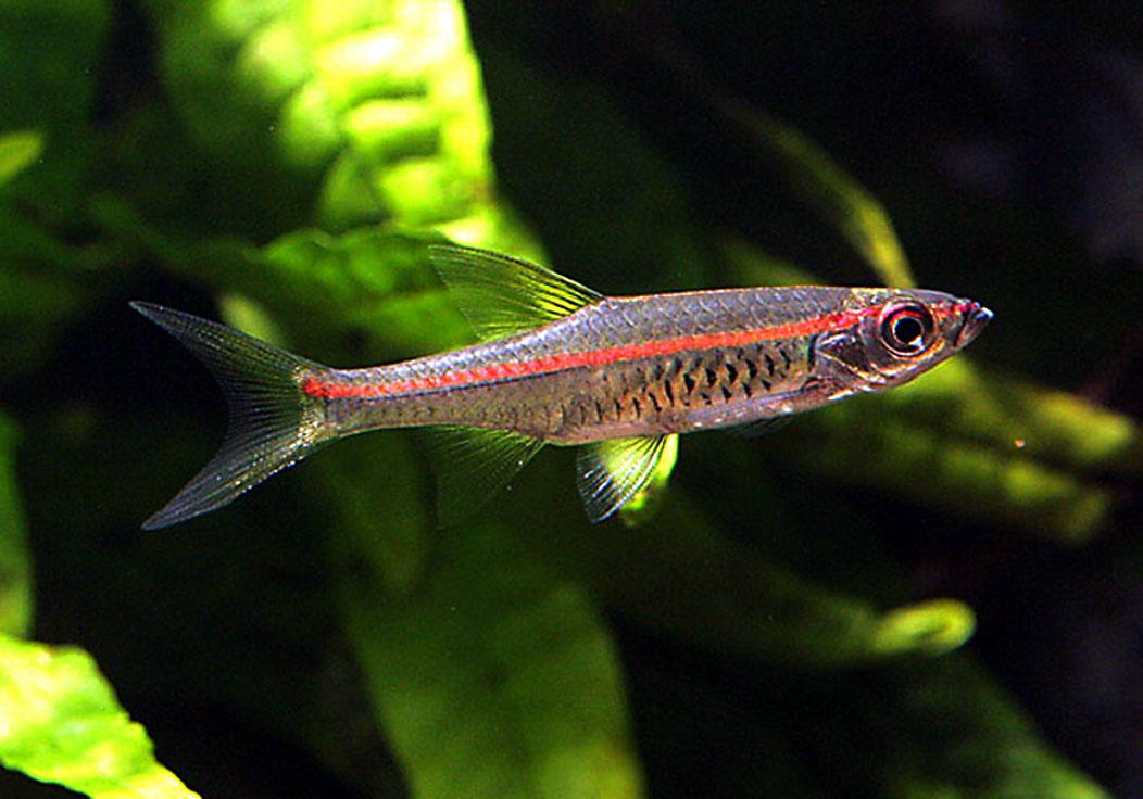 Le Rasbora à bande rouge (Rasbora pauciperforata)