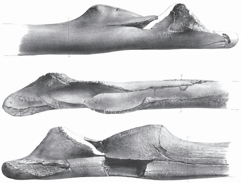 The Coastal Paleontologist, atlantic edition: New published article ...