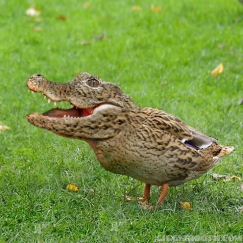 Funny Crocodile picture |Funny Animal