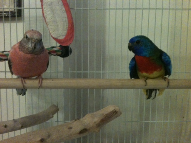 The Splendid Bourke Bird Blog: Rainbow, A Splendid Scarlet-chested Parakeet