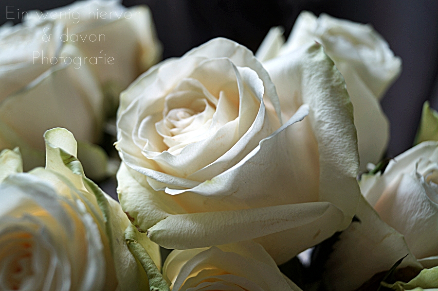 fim.works: Flowers | Für dich soll's weiße Rosen regnen ...