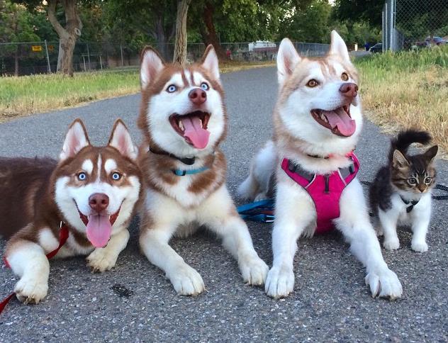 Conoce a "Rosie", la gatita que cree ser un perro husky después de ...