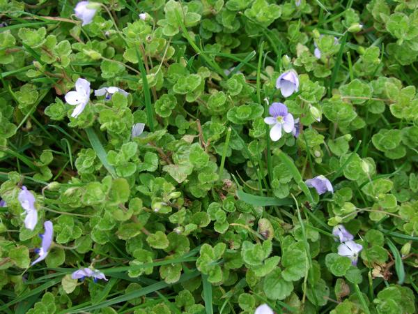 Slender Speedwell ~ Lawn and Turf Care