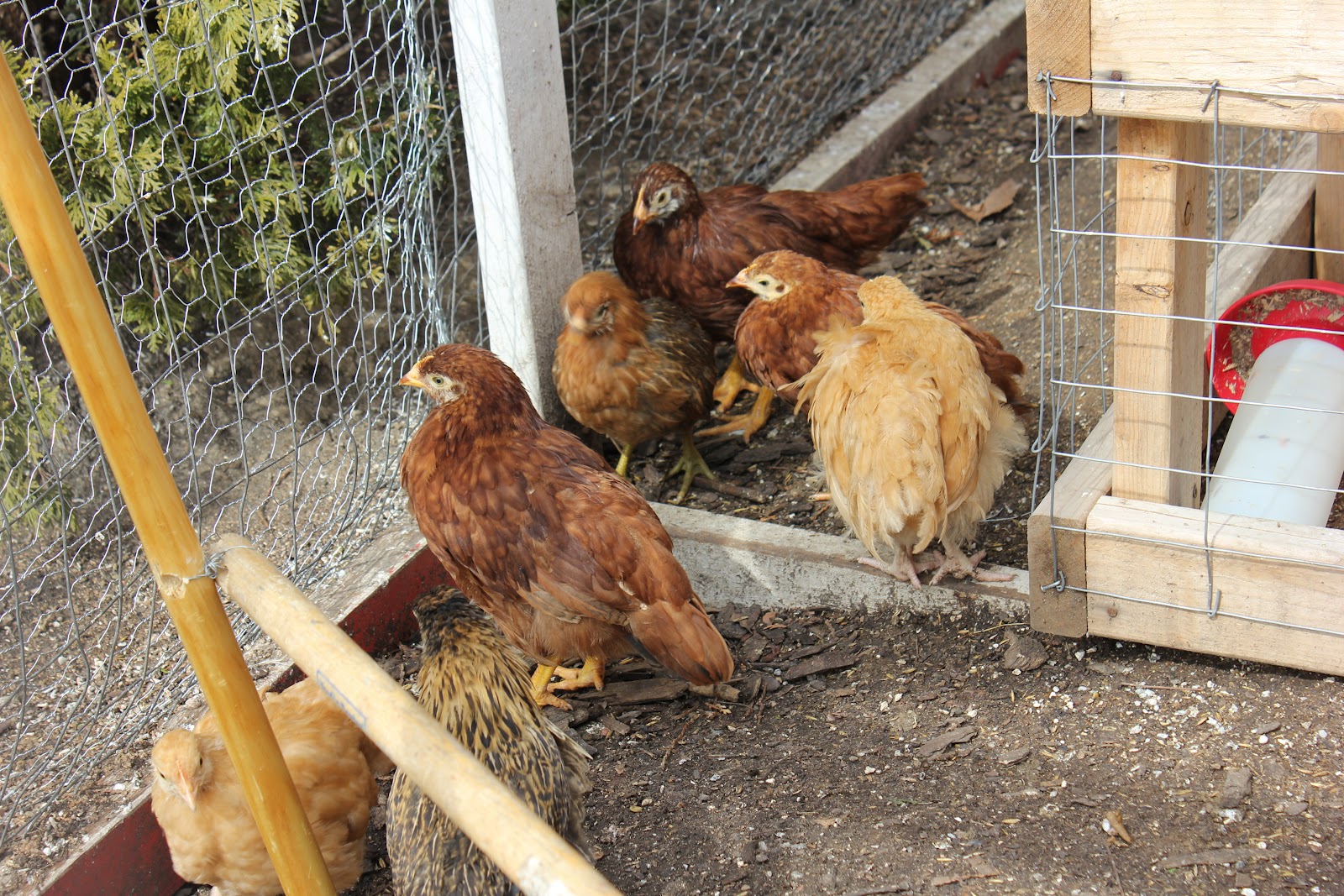 CJA Agriculture: Chickens go outside at 8 weeks old