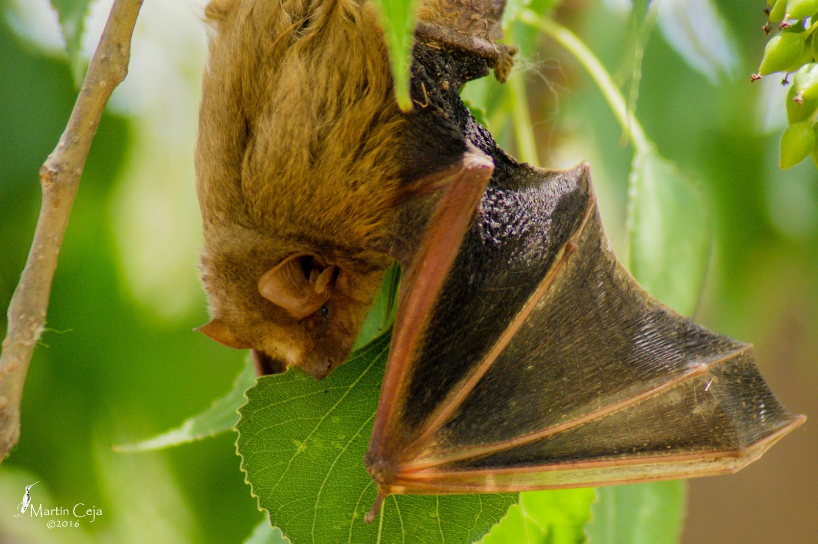 CEJA | Fotografía: Murciélago cola peluda amarillo - Southern Yellow ...