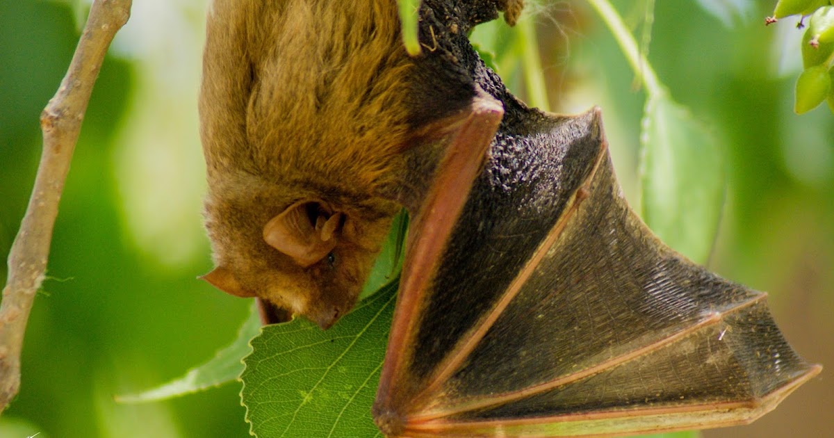 CEJA | Fotografía: Murciélago cola peluda amarillo - Southern Yellow ...