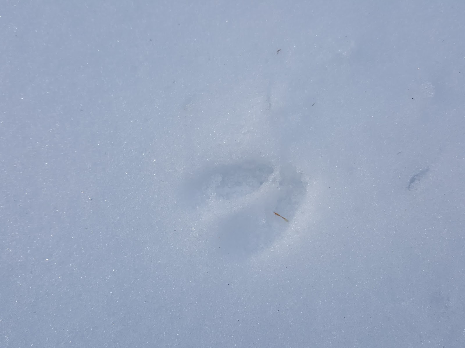 Identifying Predator Prints in the Snow - Fresh Eggs Daily® with Lisa ...