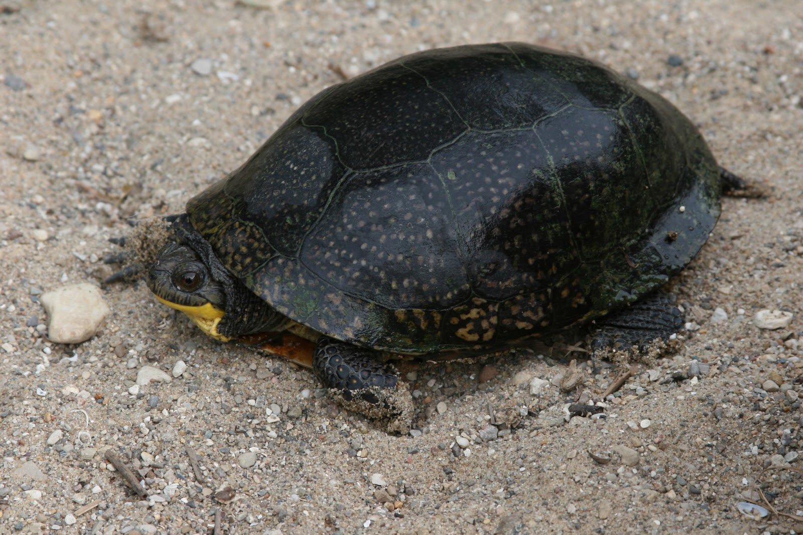 Isabella Conservation District Environmental Education Program: Native ...