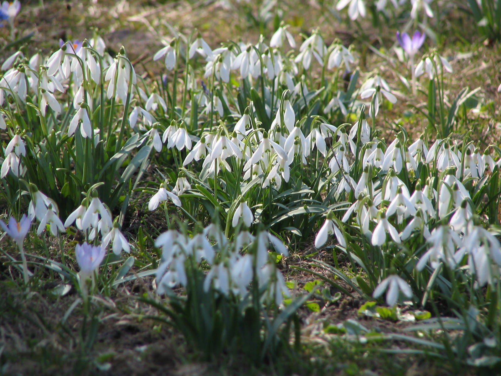 LA MULȚI ANI, ROMÂNIA!: Branduse, ghiocei si viorele