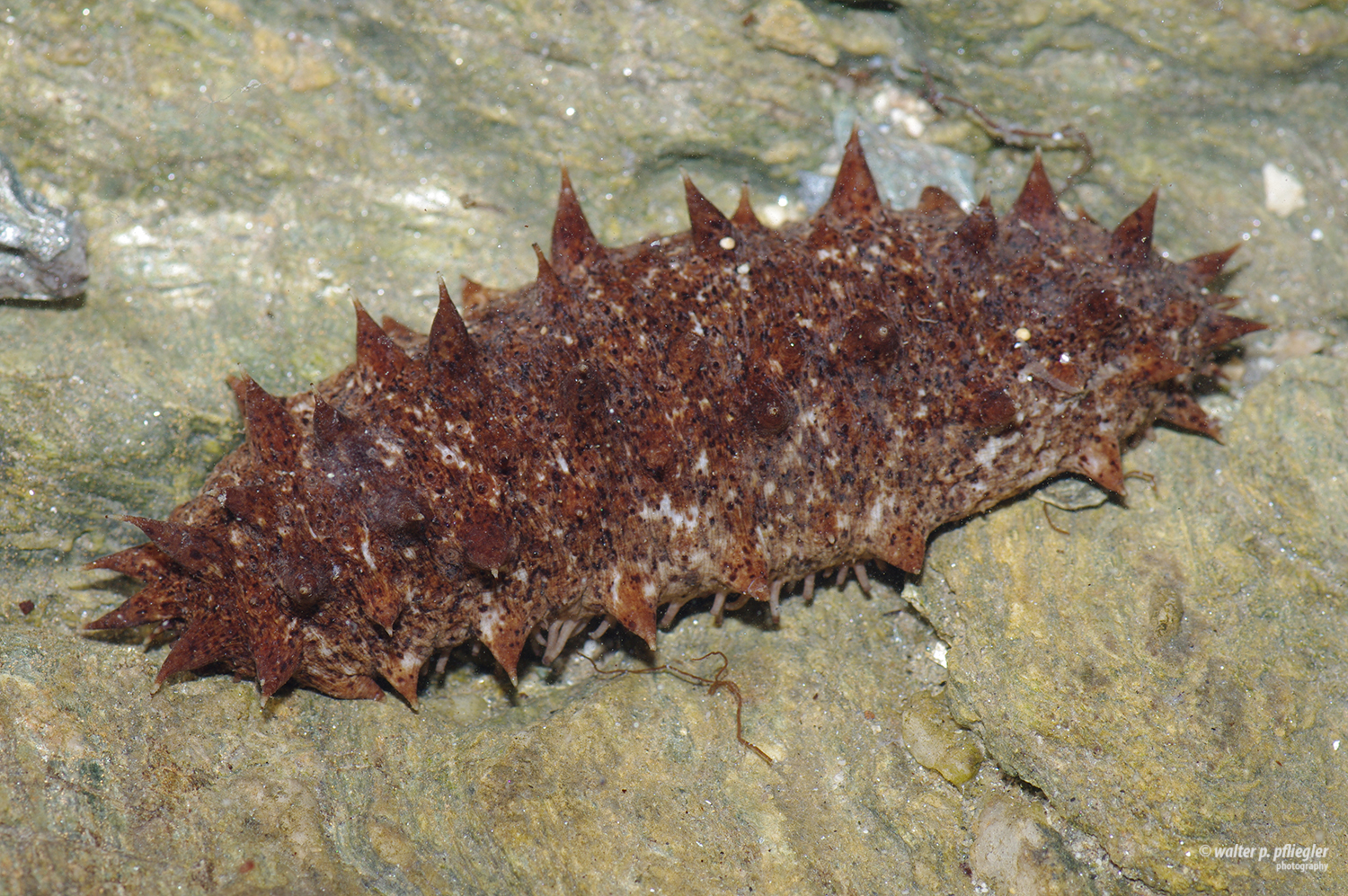 Nature photos from an Amateur Naturalist: Aegean Sea at Sithonia ...