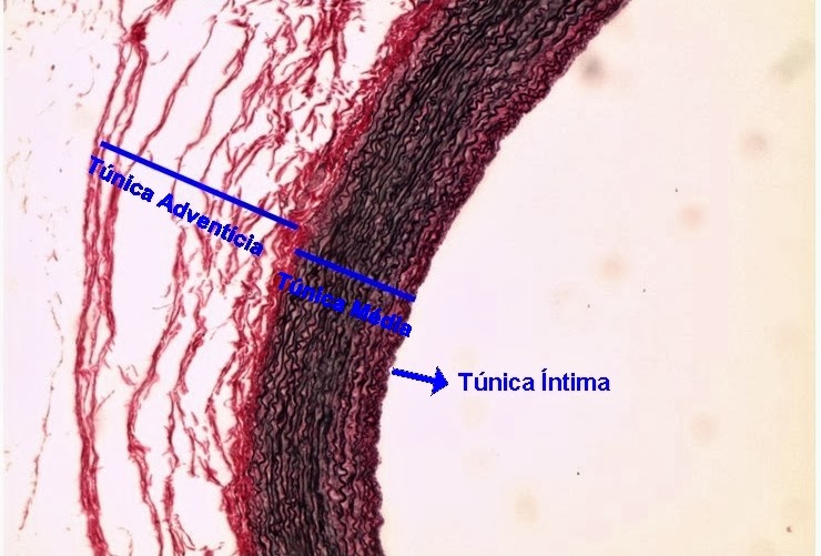 Histologia: Sistema Circulatório