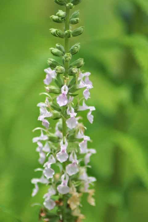 Rock-Oak-Deer: Wildflower Wednesday June 2014: Teucrium canadense