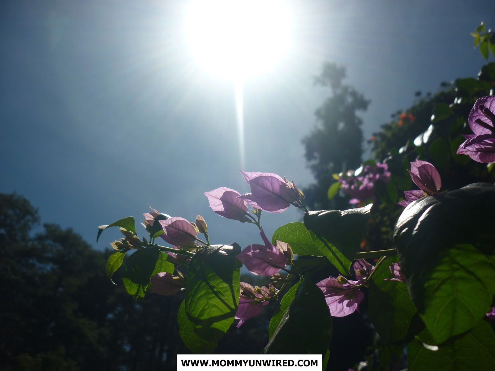 Nature in Full Bloom:Are You Good To Grow? - Project: Me!