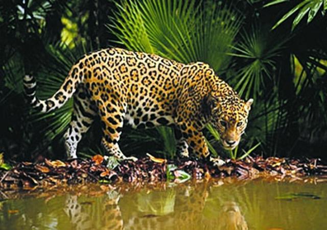 animales tipicos del amazonas: marzo 2016