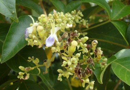 11 Khasiat Daun Dan Akar Tanaman Halban Untuk Kesehatan | Khasiat