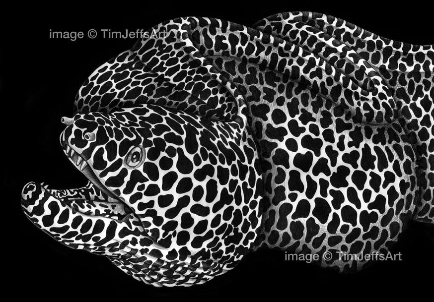 Moray Eel Drawing