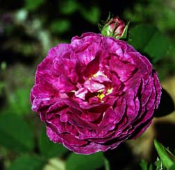 Gardening in the Heart of Virginia: All about Roses: Types Available ...