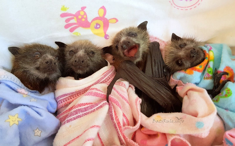 Rehab | Megabat babies (Flying-foxes) (Fruit bats)