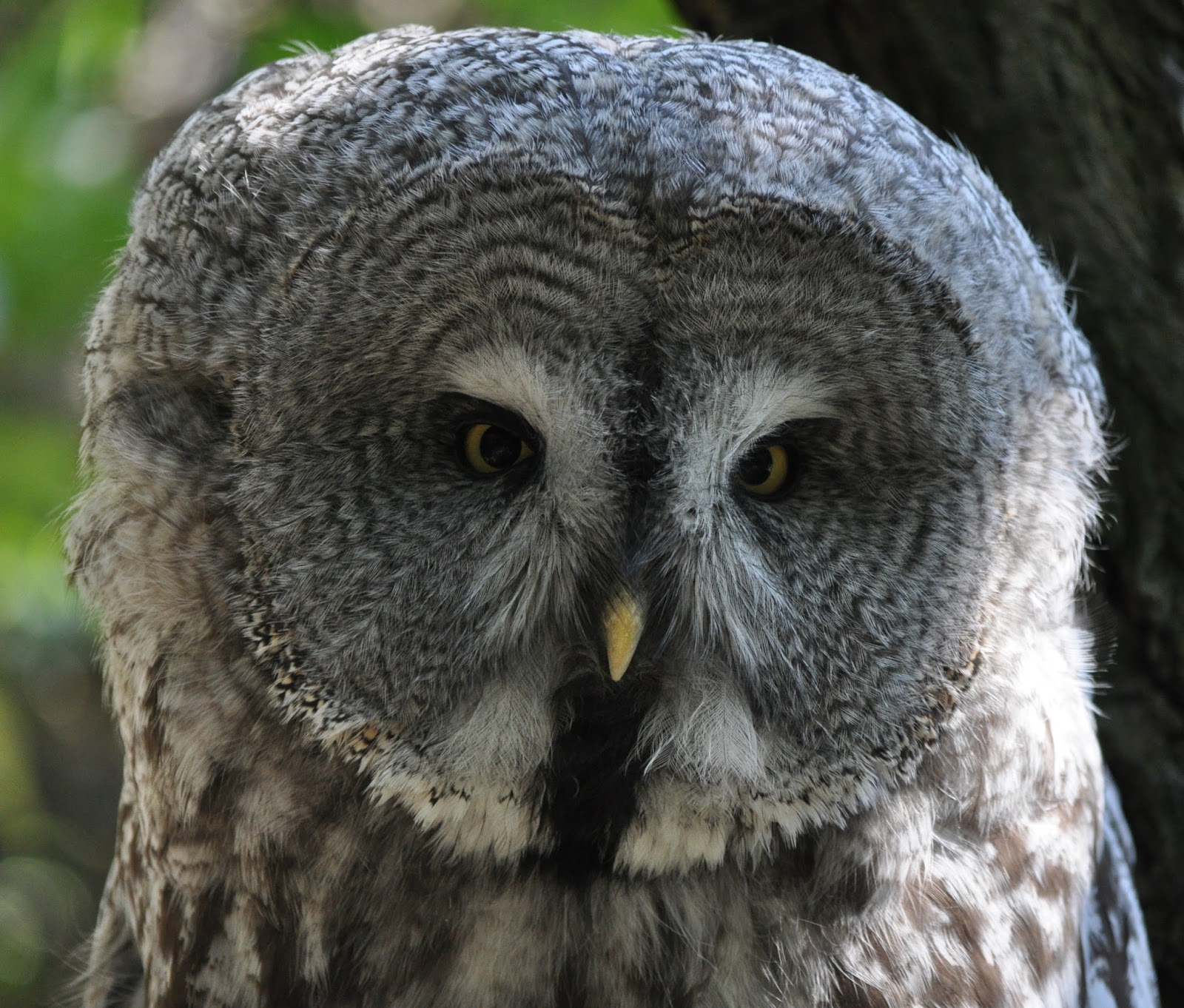 ZOOTOGRAFIANDO (6.100 ANIMALS): CÁRABO LAPÓN / GREAT GREY OWL (Strix ...