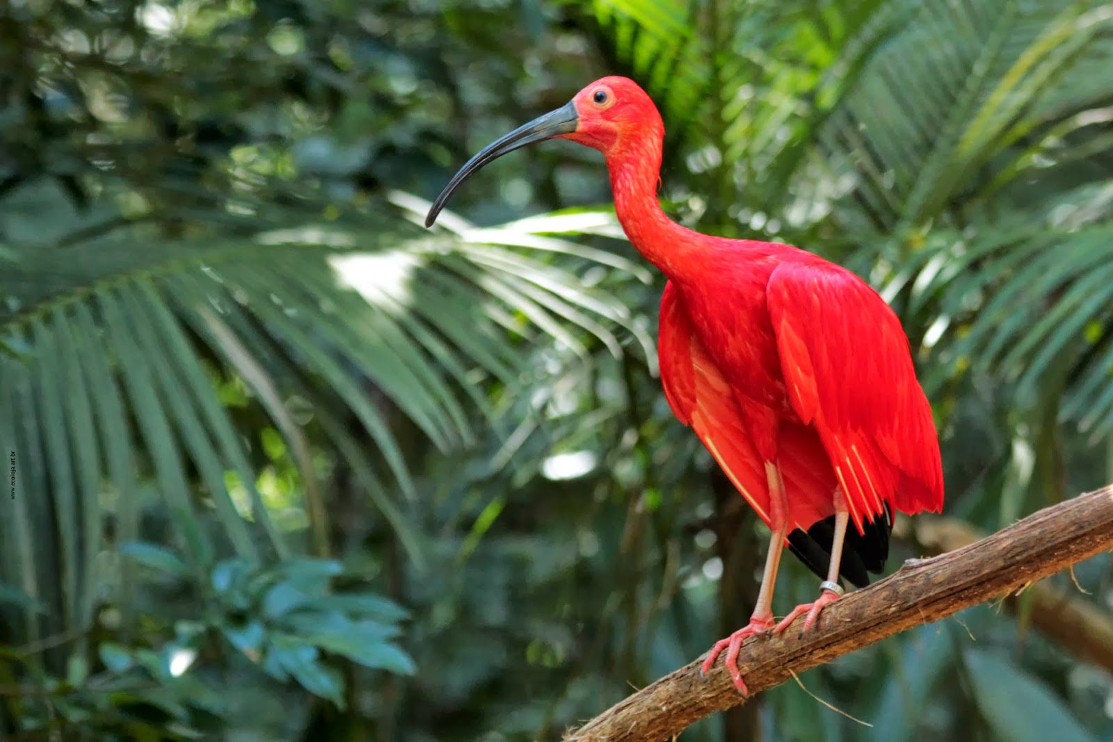 IMAGENS . VIDEOS: AVE GUARÁ VERMELHO