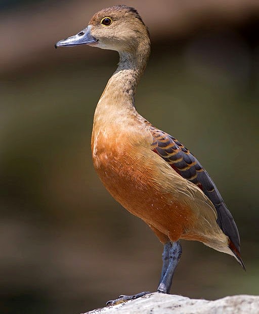 Lesser Whistling Duck Birds Of India Bird World