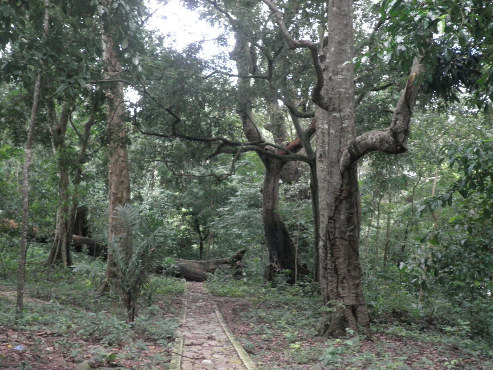 MUNICIPIO DE BOSCONIA CESAR: BOSCONIA CESAR