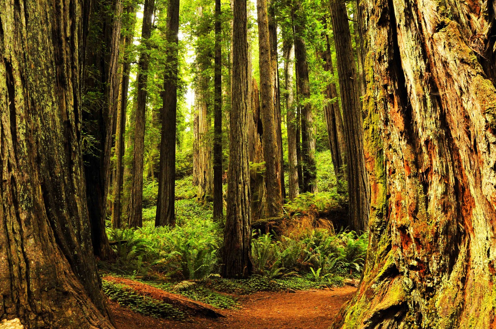 Together on the World!: De Seattle hasta el Parque Nacional de Reedwoods