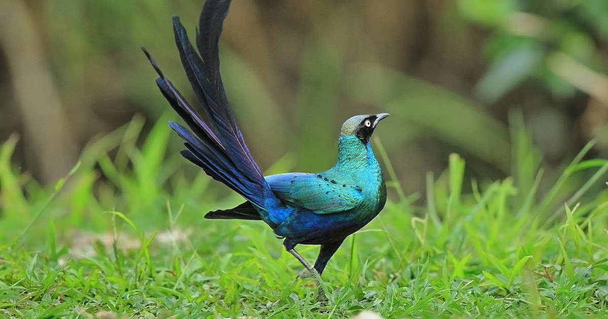 Real Monstrosities: The Blues V