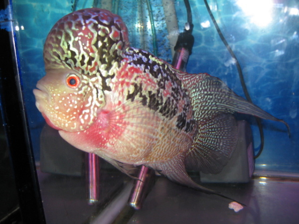 Flowerhorn The Hybrid Cichlids: King Kamfa In Vietnam