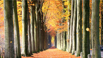 Keindahan Pepohon Sepanjang Jalan... - Relaks Minda