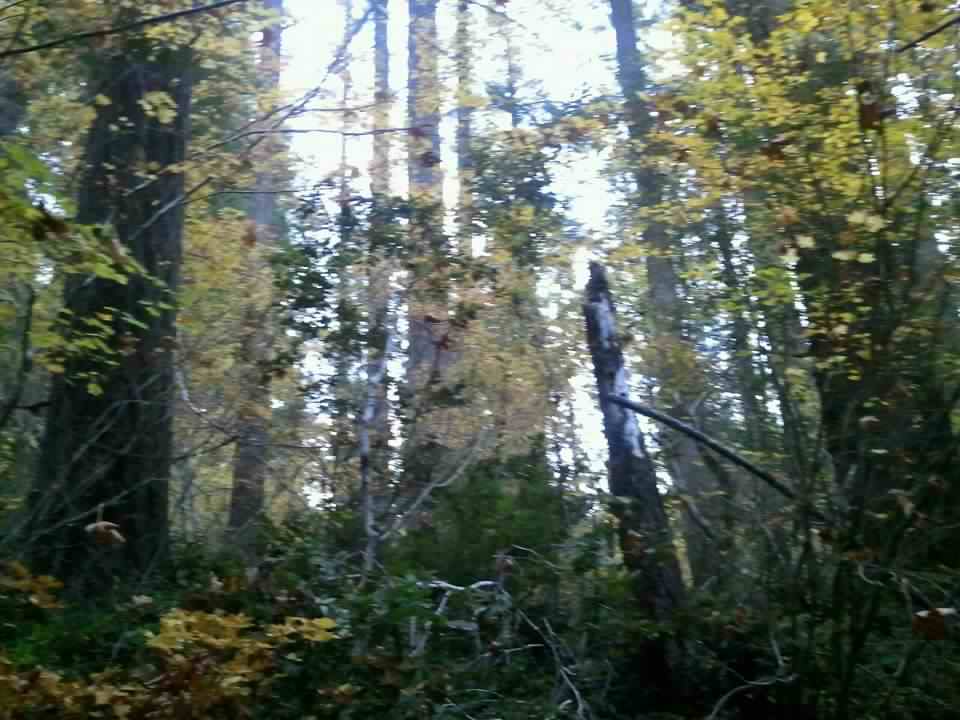 BIGFOOT'S bLOG: PATTERSON-GIMLIN FILM SITE REDISCOVERED... and ...