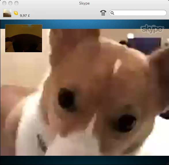 Random & Variable: Skype Dog Part II