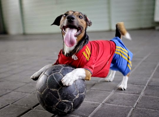 Perritos mimosos (PM): Fútbol para perros