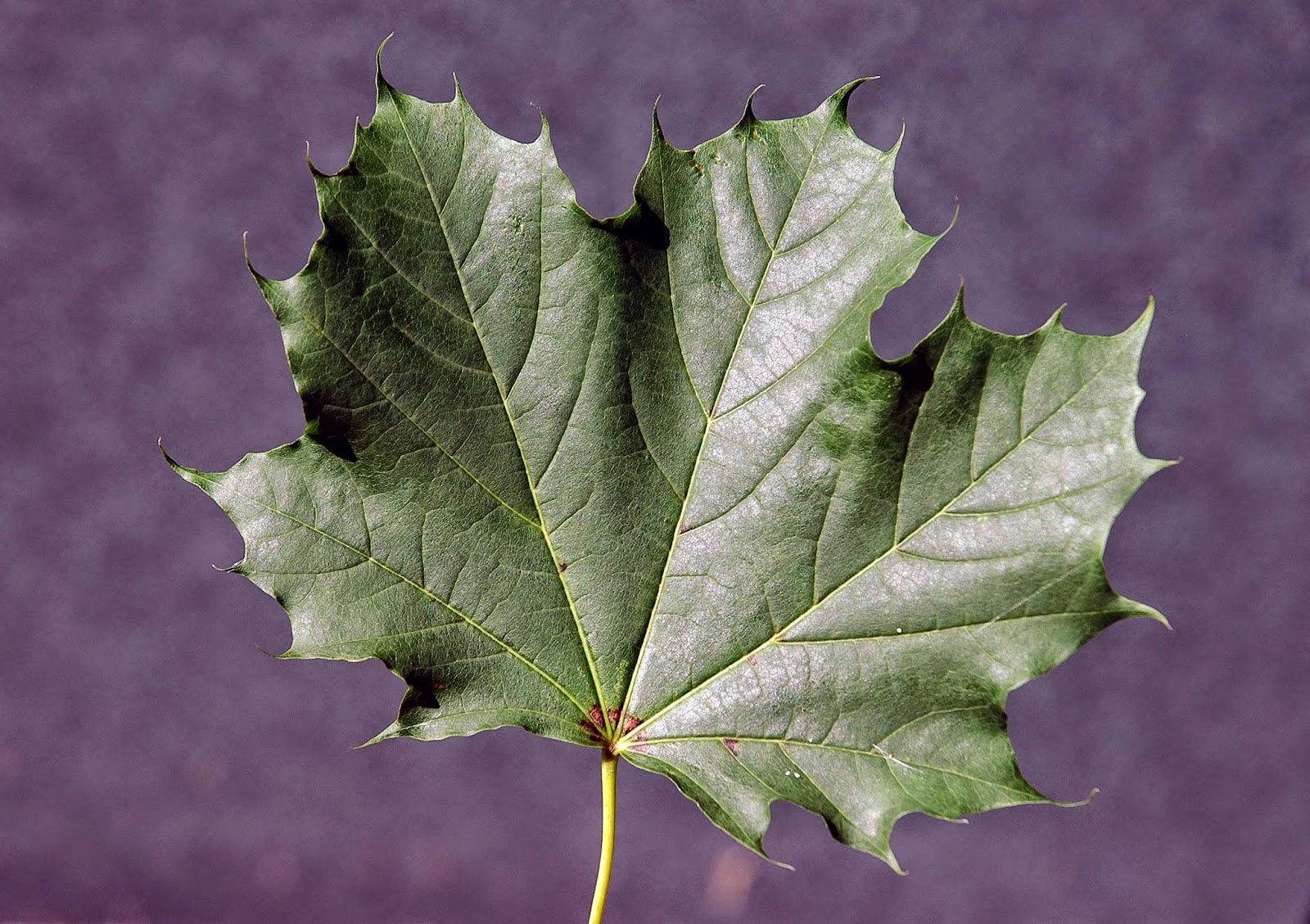 Field Biology in Southeastern Ohio: Maples of Ohio
