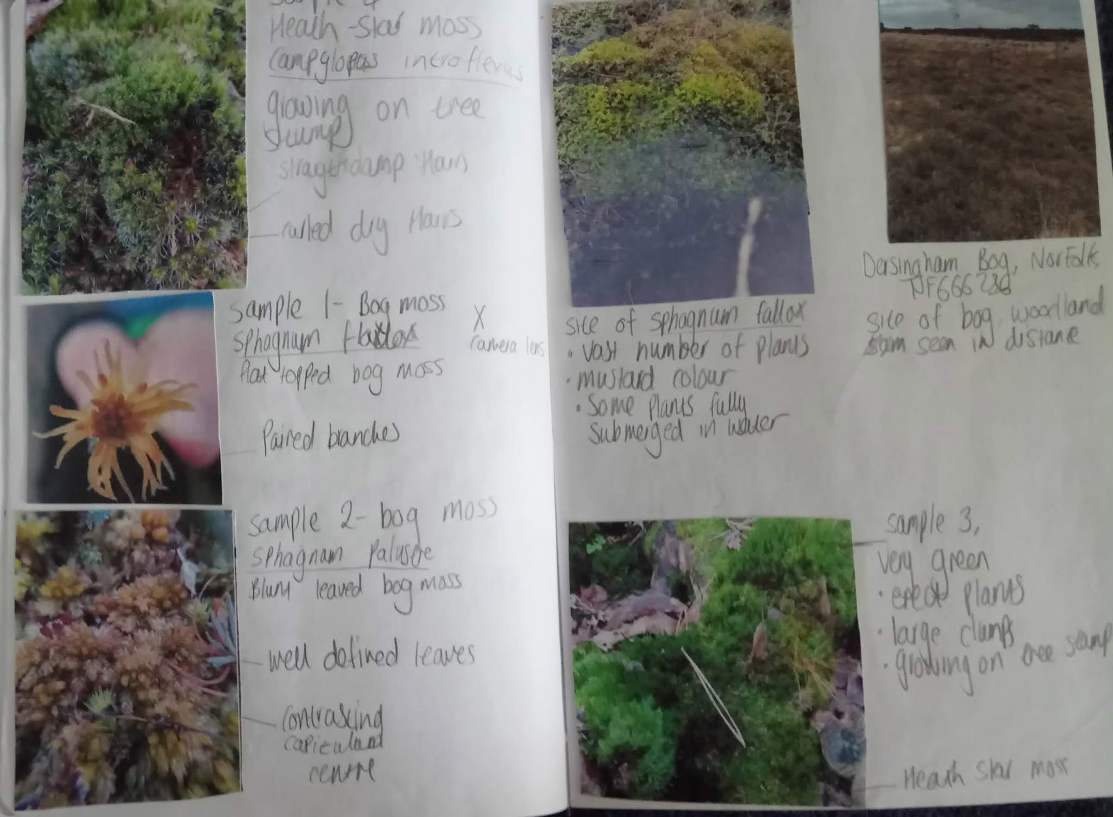 Taxonomic Collections: Some field notebooks from last year