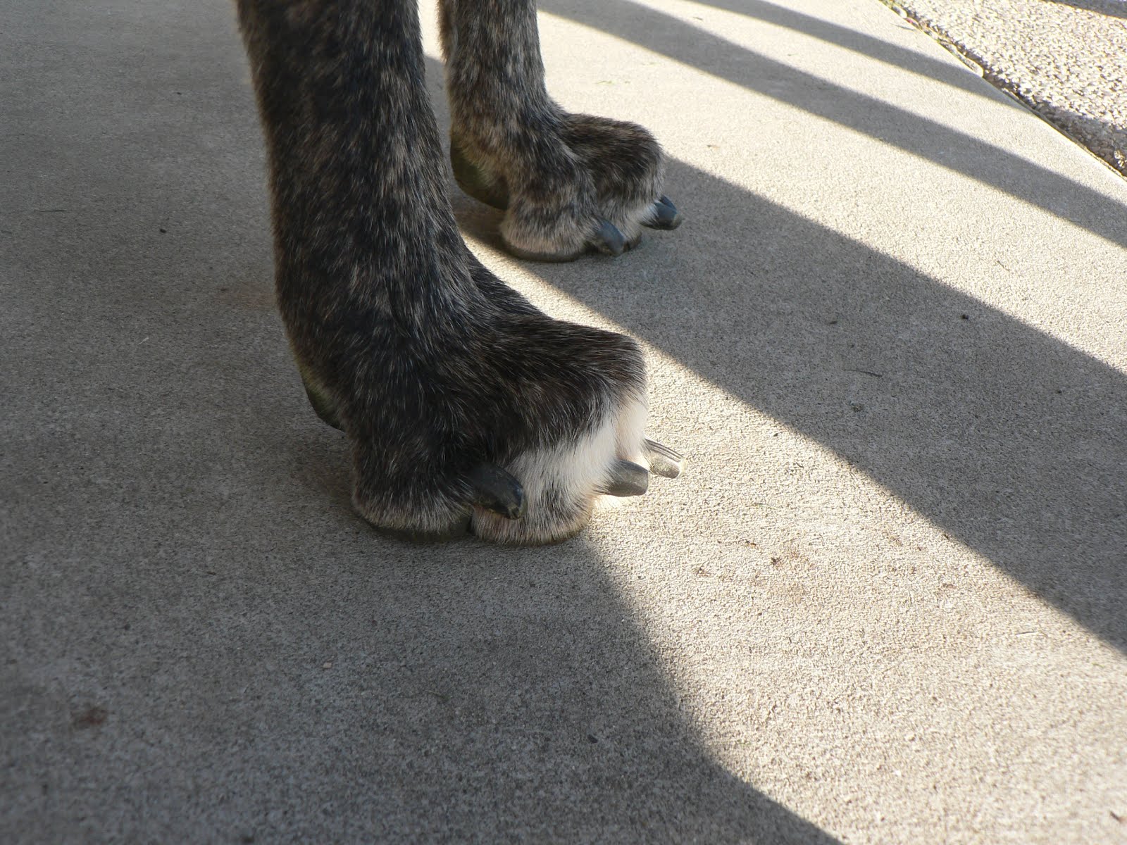 Aragon Greyhounds: Greyhound Feet