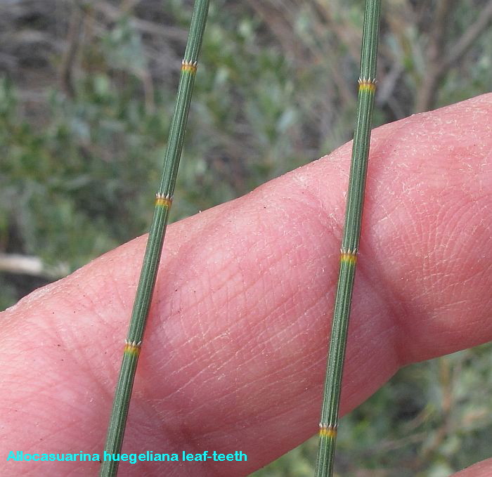 Esperance Wildflowers: Allocasuarina huegeliana – Rock Sheoak