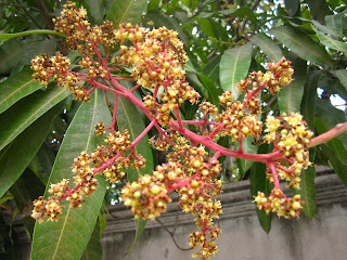 Frutas y Hortalizas: FRUTAS TROPICALES: Mango
