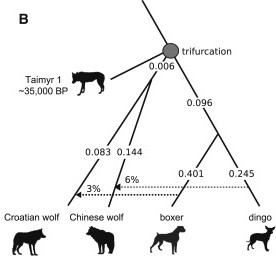 Stray pets: Ancient wolf genome reveals an early divergence of domestic ...