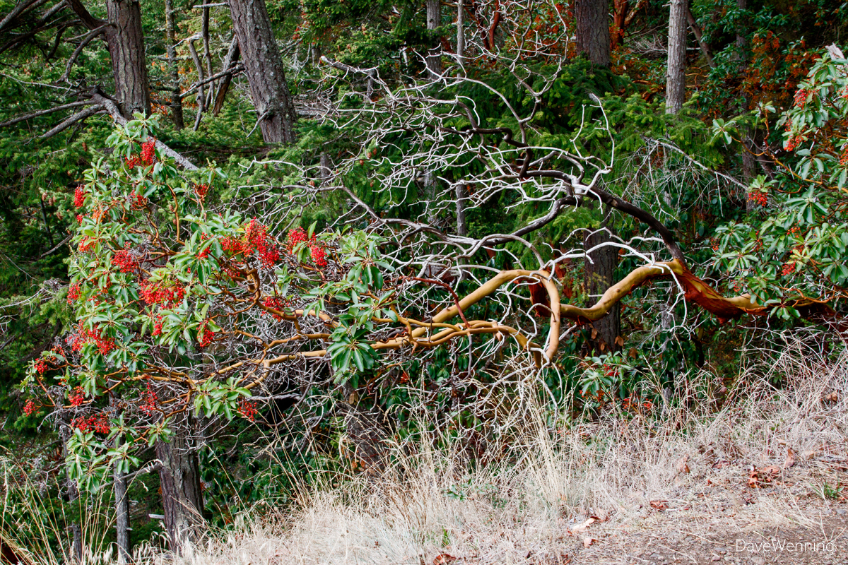 Madronas of Deception Pass