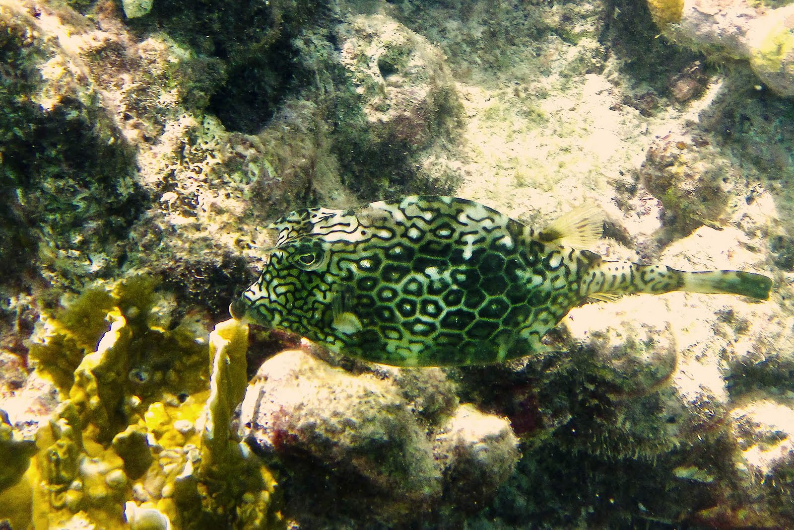 log of the anhinga: Jul 20 - Aug 3, 2011... Bonaire Update