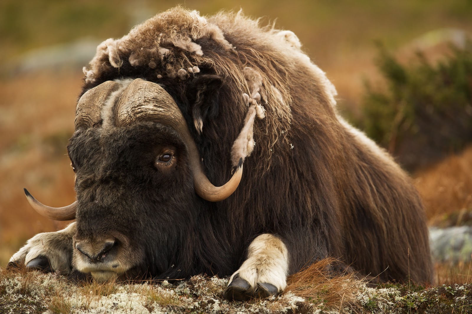 Roger Brendhagen: Fotograf Vs Moskusfe