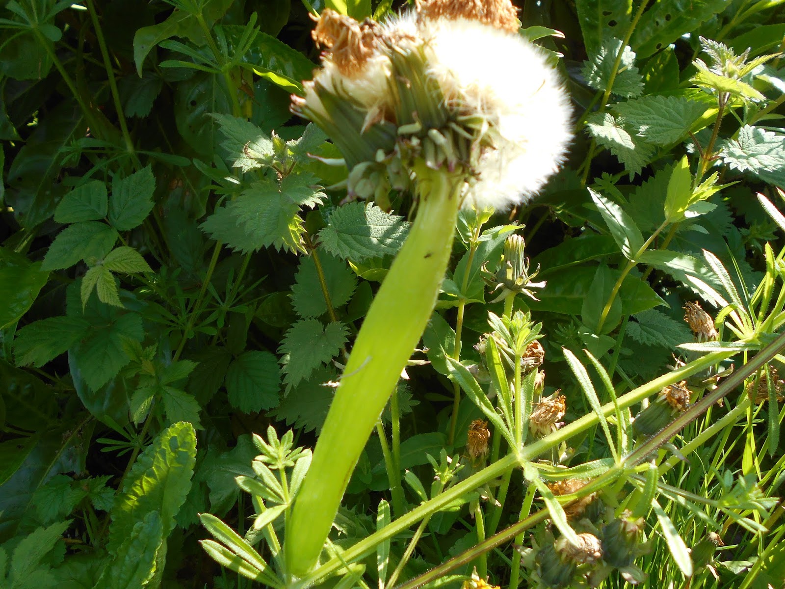 Tony's Blog: Fasciation